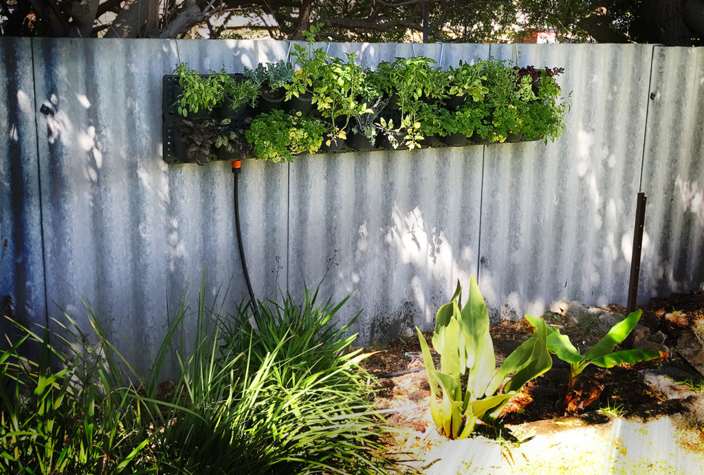 Vertical Garden On Colorbond Fence - Garden Design Ideas