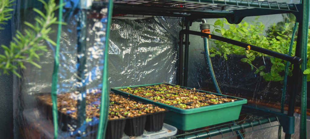 Propagating from Seed in a Greenhouse | Holman Industries