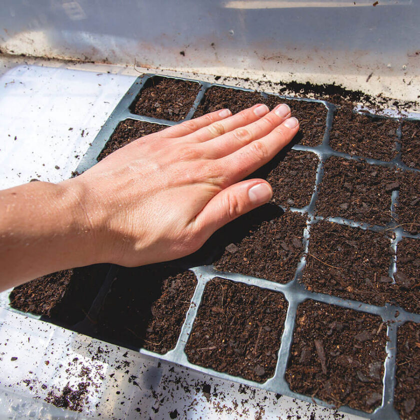 How to grow seeds in a Greenhouse - Holman Industries