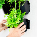 Connect-a-Pot™ 10 x Pot GreenWall® - Holman Industries