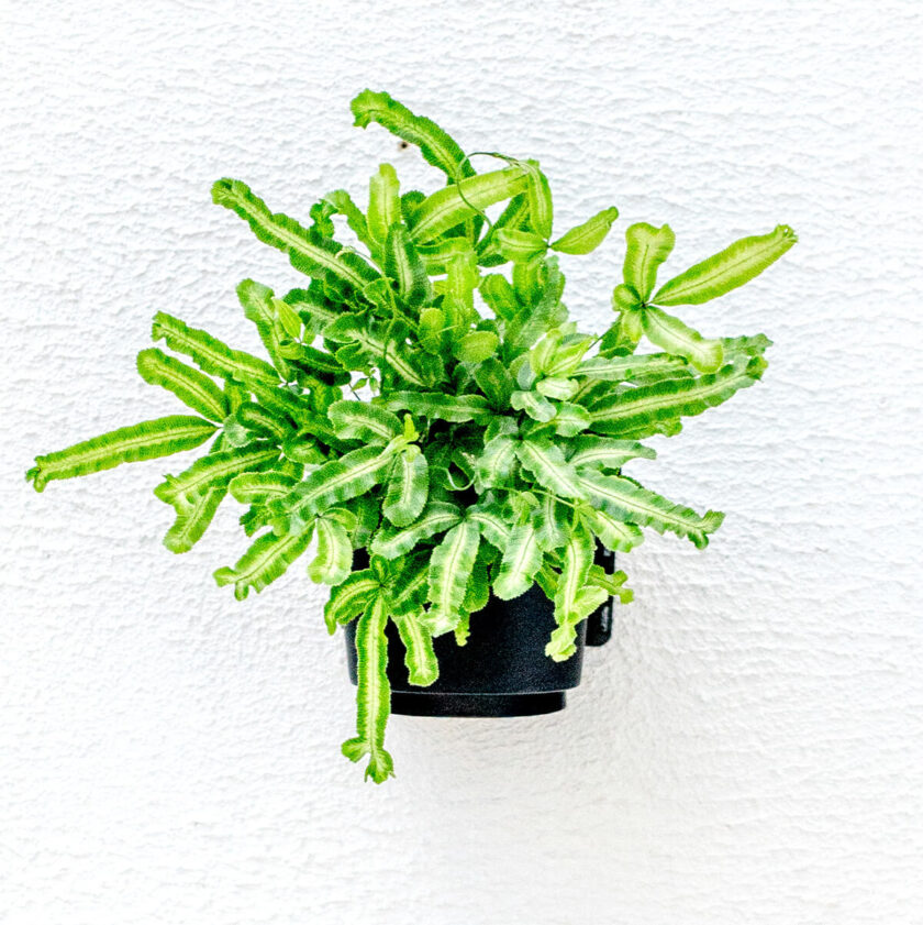 Get Creative with our Connect-a-Pots™