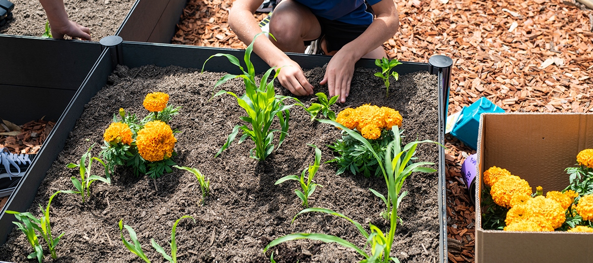 How to start a vegetable garden with raised garden beds - Holman Industries
