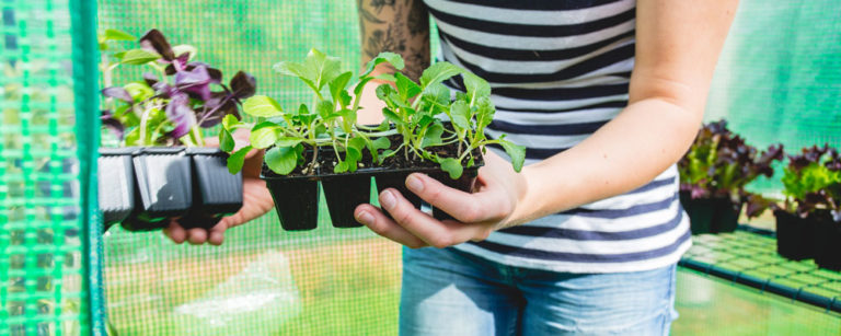 How to grow seeds in a Greenhouse - Holman Industries