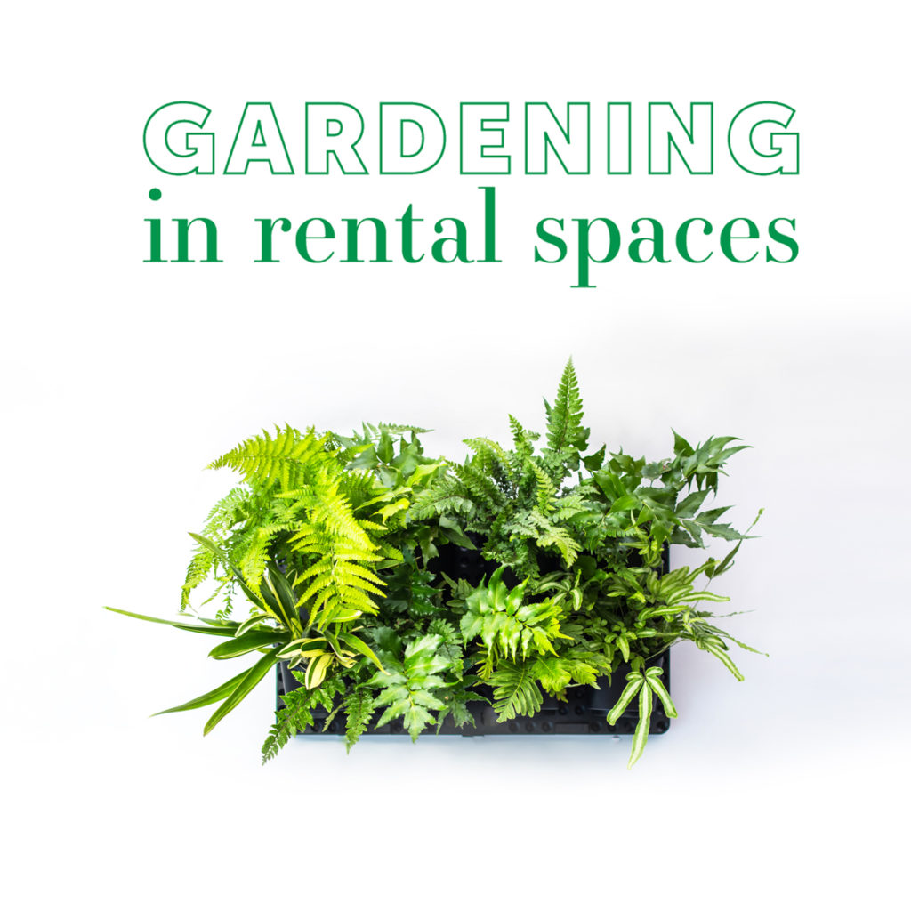 6 tips for Gardening in Rental Spaces - Holman Industries