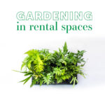 6 tips for Gardening in Rental Spaces - Holman Industries