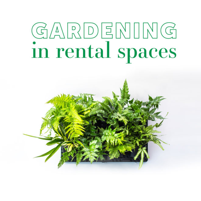 6 tips for Gardening in Rental Spaces - Holman Industries