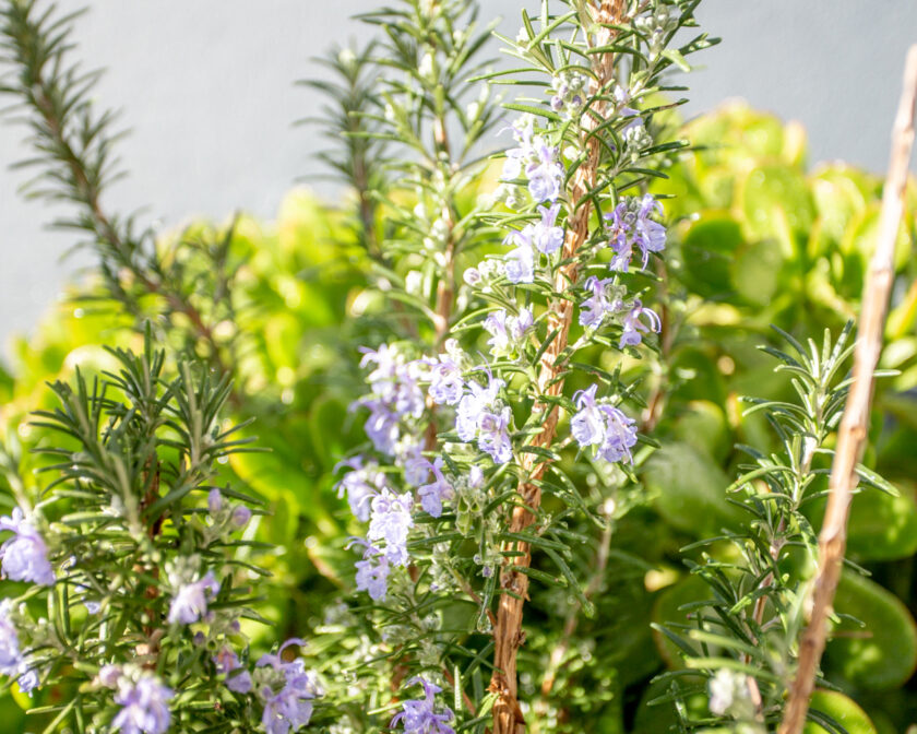 The best herbs and veggies to grow in early Spring - Holman Industries