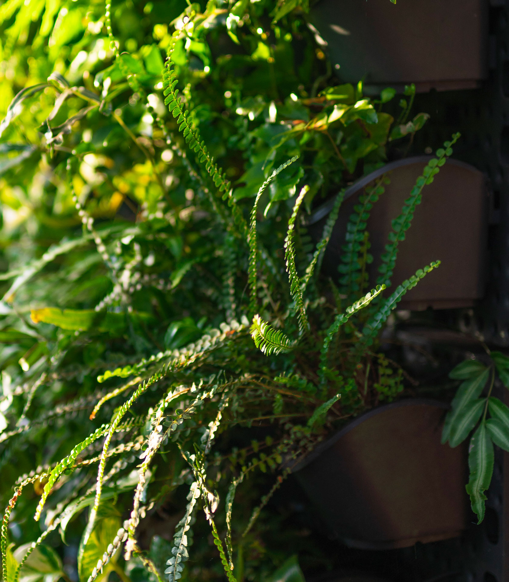 Misting Tap Timer - Easy Interval Watering - Holman Industries