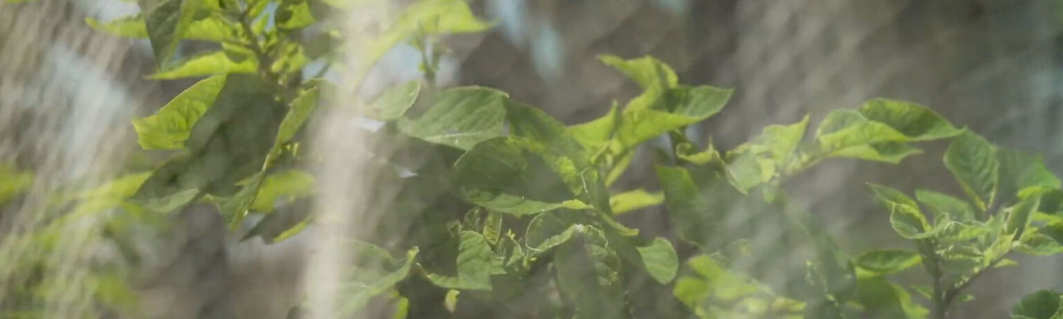 Garden cover - DIY PVC Project - Holman Industries