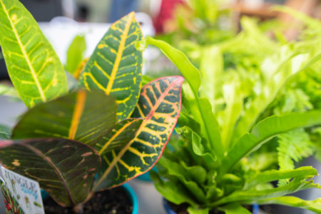 5 Easy Gardening Projects your Kids will love - Holman Industries