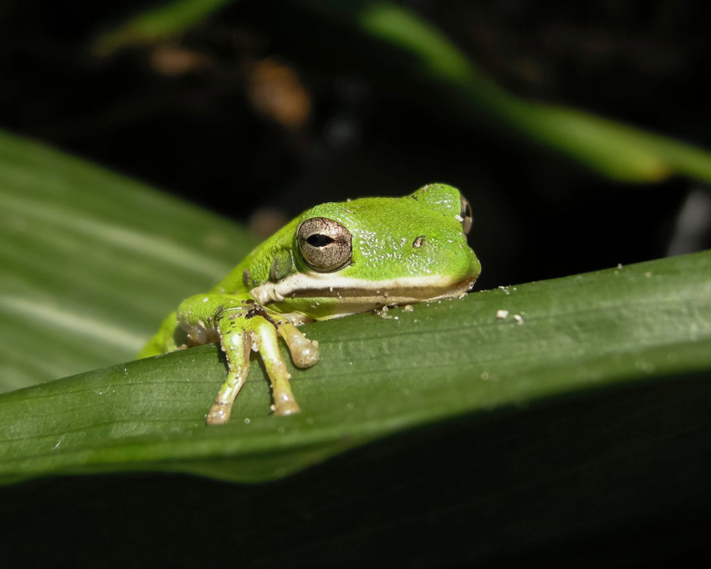 How to make a Frog Hotel - DIY PVC Project - Holman Industries