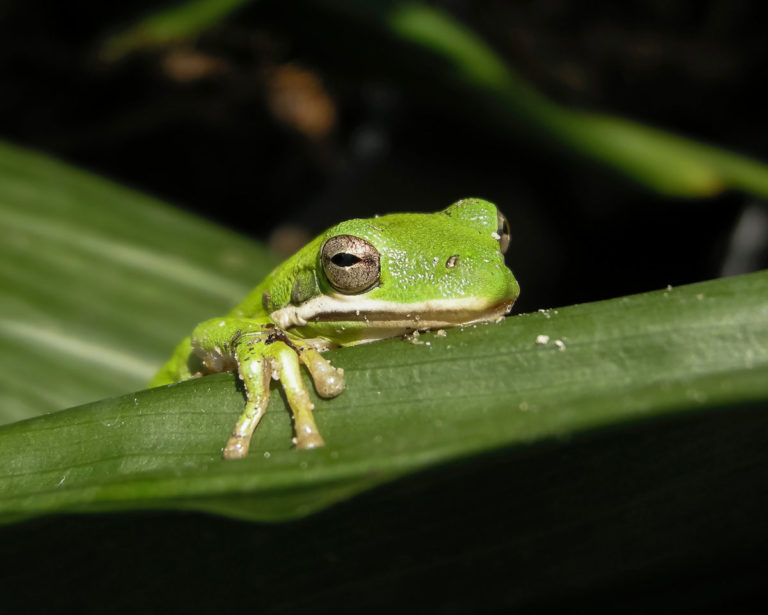 How to make a Frog Hotel - DIY PVC Project - Holman Industries