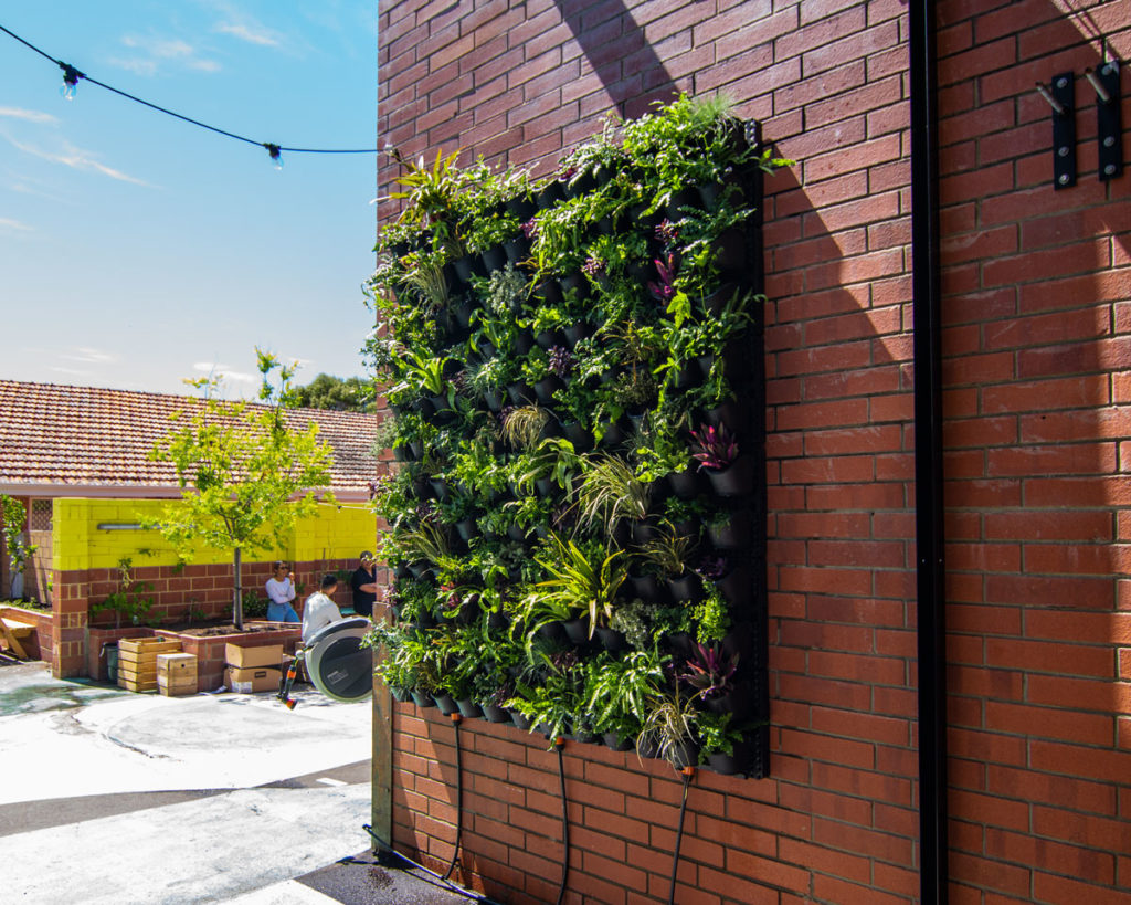 Choosing the right plants for your GreenWall® - Holman Industries